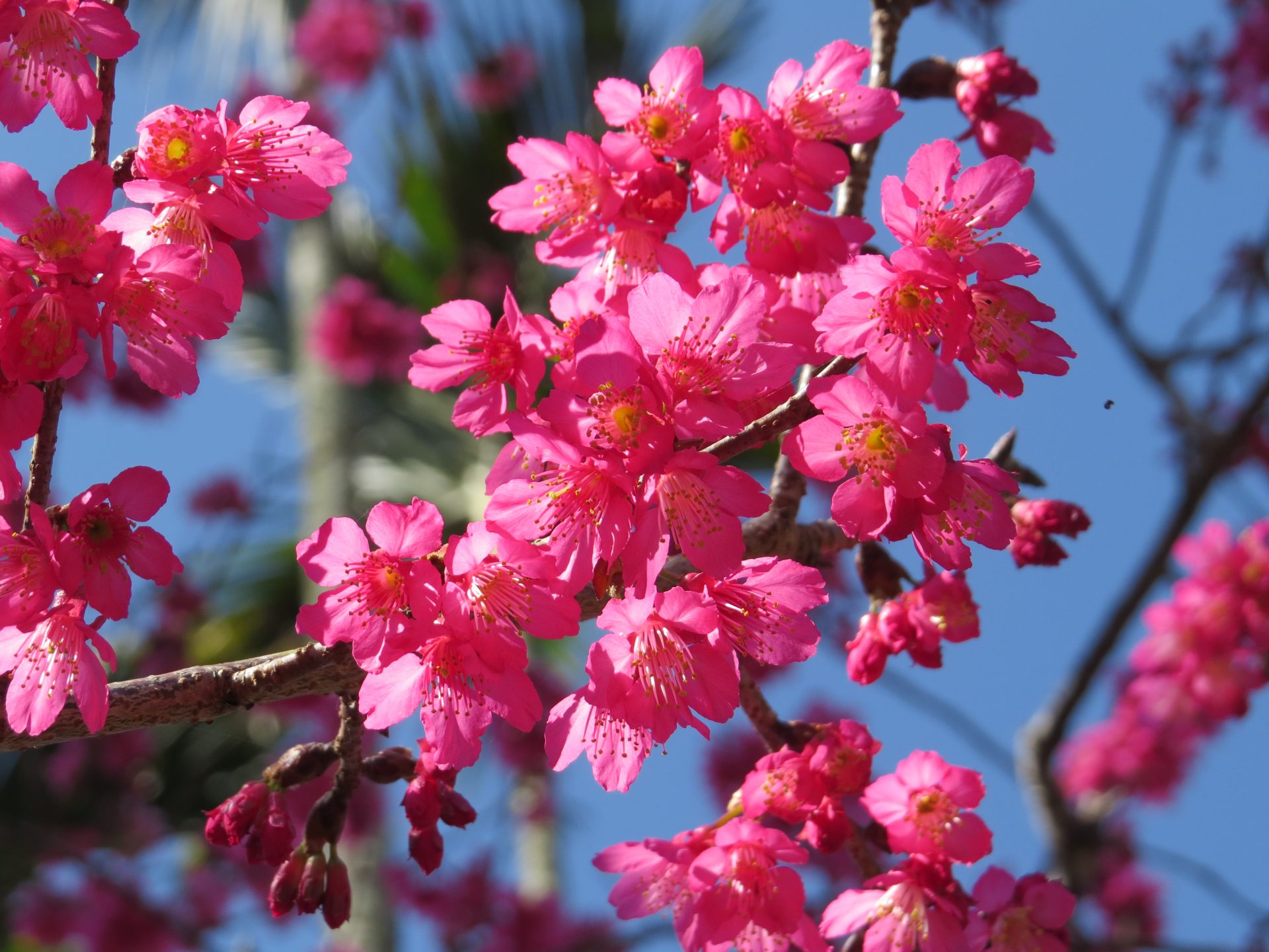 雲林櫻花季2/1登場 副縣長邀請全國民眾來賞櫻 | 中華日報|中華新聞雲