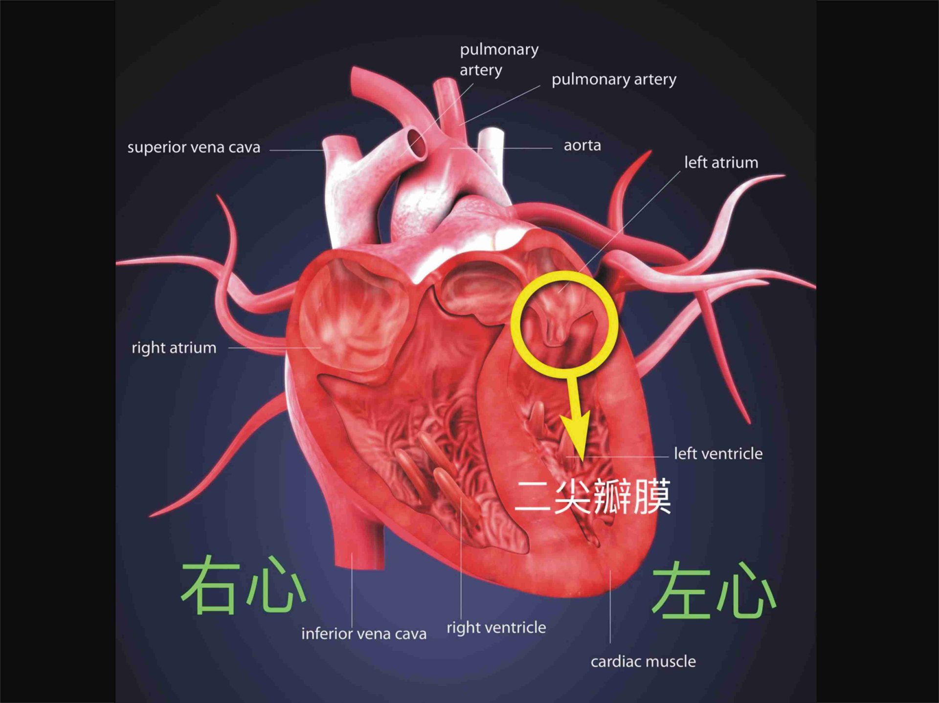 感冒轉診 揪二尖瓣閉鎖 | 中華日報|中華新聞雲
