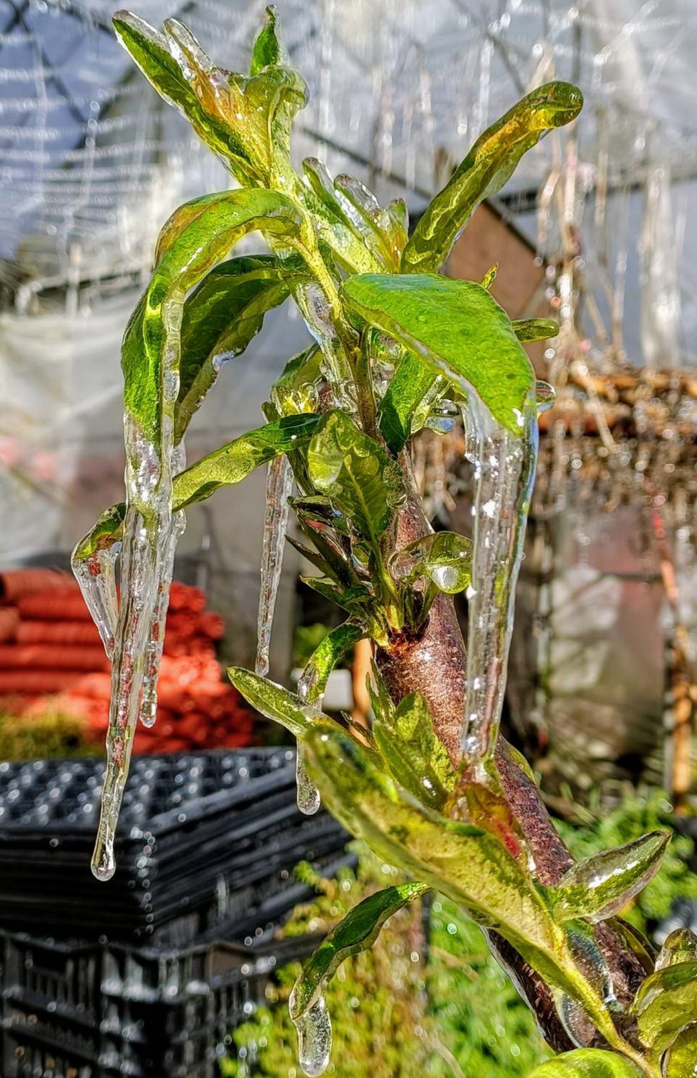 3月天武陵農場零下0.6度 重現冰晶宮、冰封花美景 | 中華日報|中華新聞雲