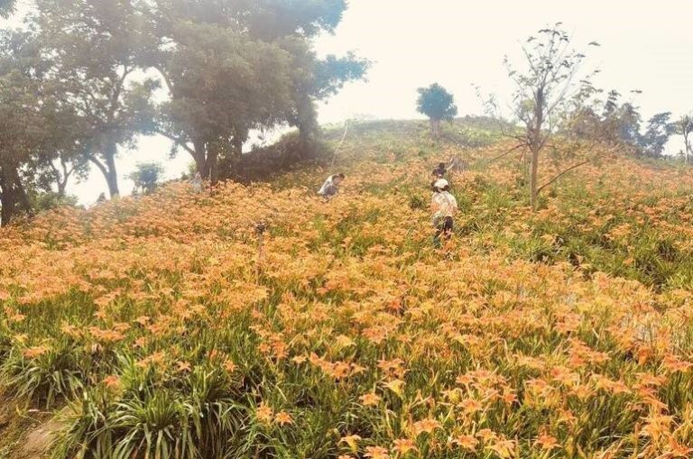 粉紅村變金黃地毯！嘉義竹崎3萬株金針花盛開 華麗轉身迎賓 | 中華日報|中華新聞雲